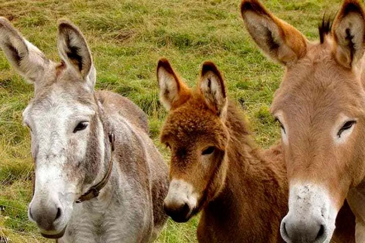 5 diferenças exclusivas entre burros e cavalos – Team Roping Brasil